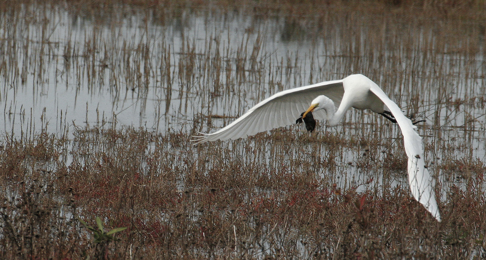 Bay Nature Magazine: A Rich Birdwatching and Kayaking Spot in Point Reyes
