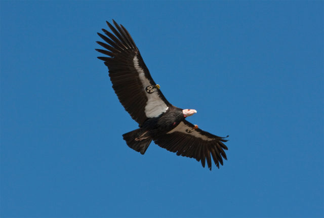 Bay Nature Magazine: Pinnacles National Monument is a Year-Round Oasis