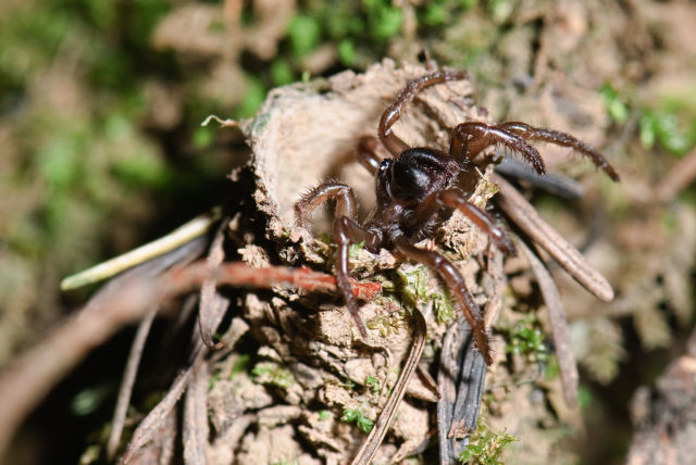 Bay Nature Magazine: California's Unique Turret Spiders