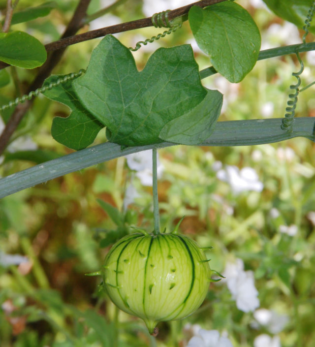 Bay Nature Magazine: Look for Wild Cucumber When it Starts to Rain