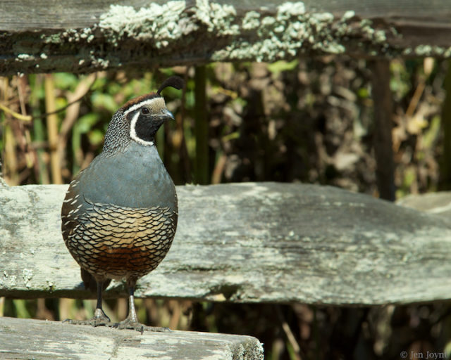 California quail in San Francisco Bay Area > Bay Nature