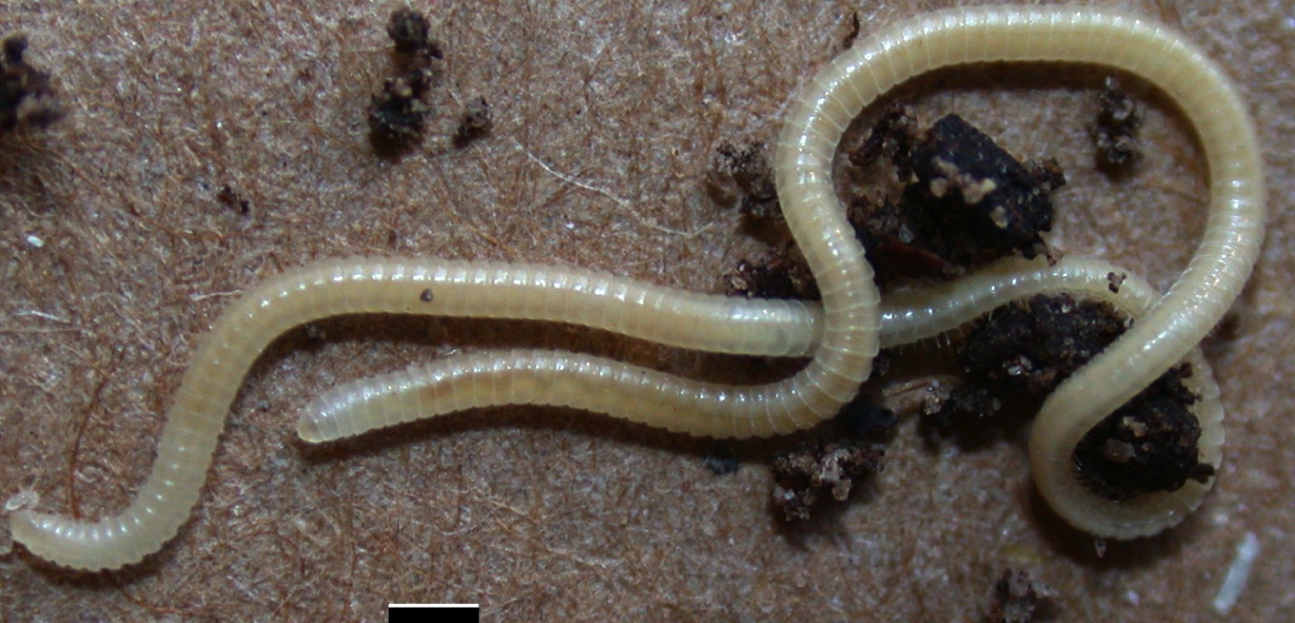 Illacme plenipes' 750 legs helped it survive in Bay Area niche