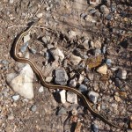 Twenty miles of Point Reyes