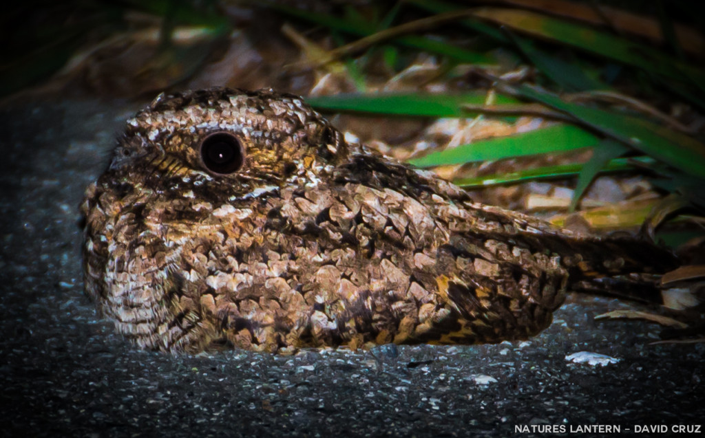 Spotting the subject of legends, the common poorwill