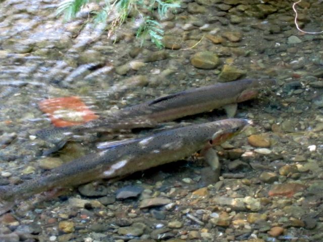 Steelhead trout and the Searsville Dam at Stanford University
