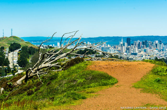 Bay Nature Magazine: Mount Davidson's Iconic Eucalyptus Topples