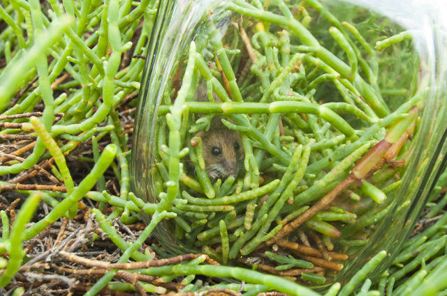 Filmmaker Judy Irving gets her mouse - Bay Nature