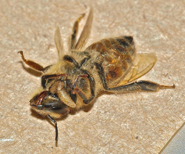Bay Nature Magazine: Researchers Find a Fly That Turns Bees into "Zom-bees"