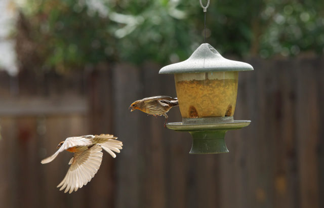 What Do I Need To Know About Feeding Birds In My Yard?