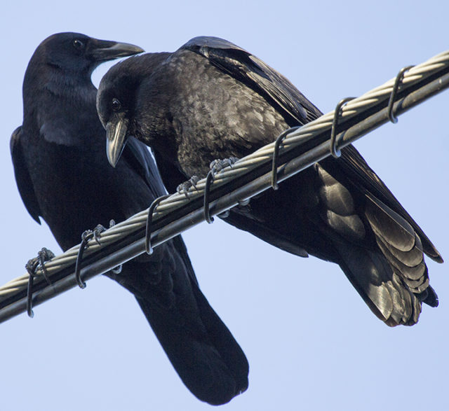 Crow Population Increasing in Urbanized Areas