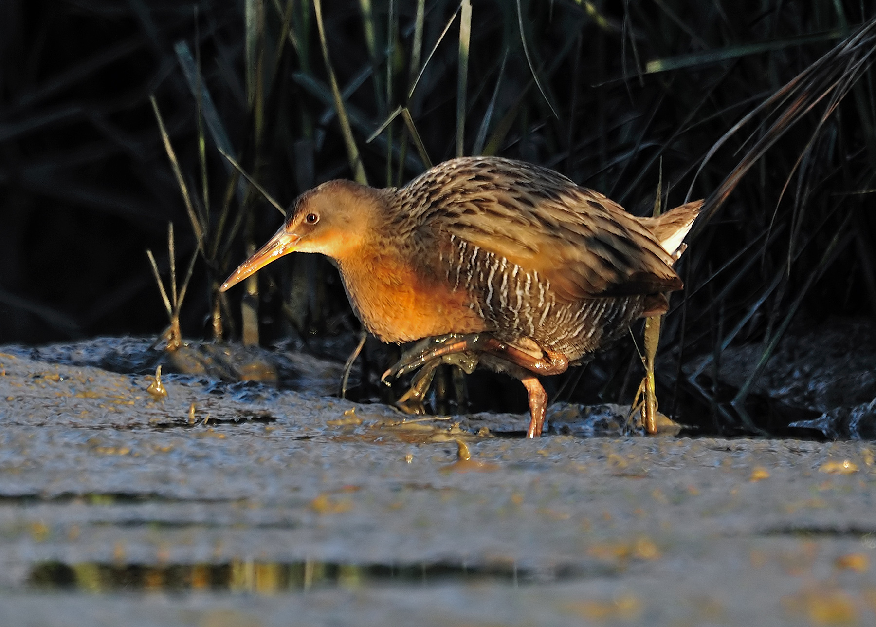 The Clapper Rail Calls at Dawn - Bay Nature