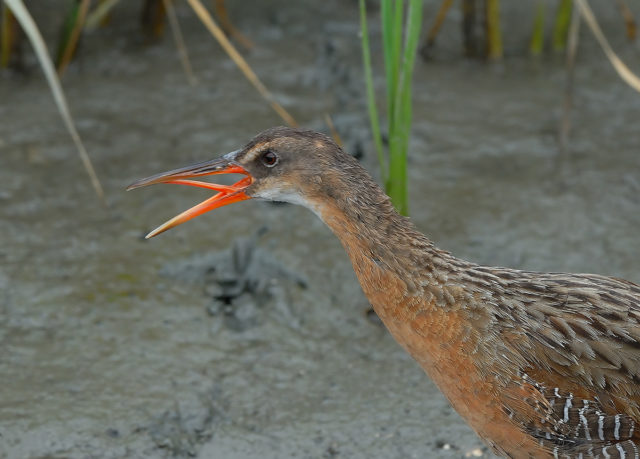 The Clapper Rail Calls at Dawn - Bay Nature