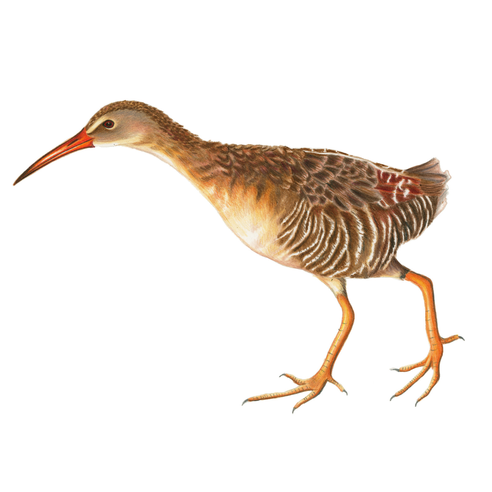 Explore | The Endangered Ridgway's Rail - Bay Nature Magazine