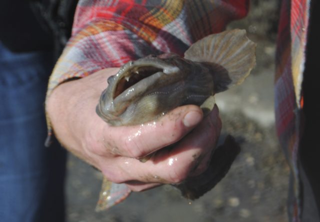 Eat Local, Eat Weird? The Secretive Monkeyface Eel Is Both.