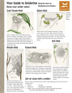 How to Recognize Spiders By their Webs - Bay Nature Magazine