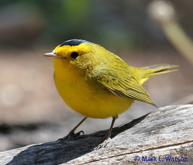 Spring Brings Peak Bird Diversity—Bay Nature Magazine