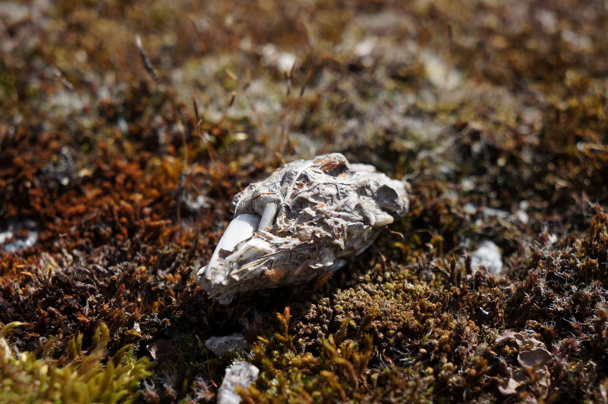 Ask the Naturalist | What's that Bird Regurgitating? - Bay Nature