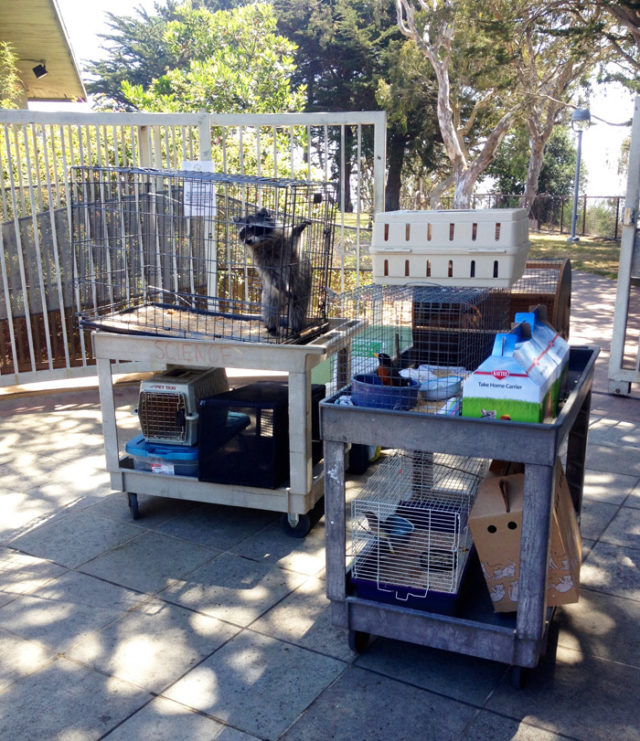 The Randall Museum Closes for a Makeover, and the Animals Get a Big ...