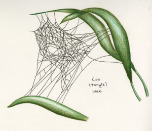 How to Recognize Spiders By their Webs - Bay Nature Magazine