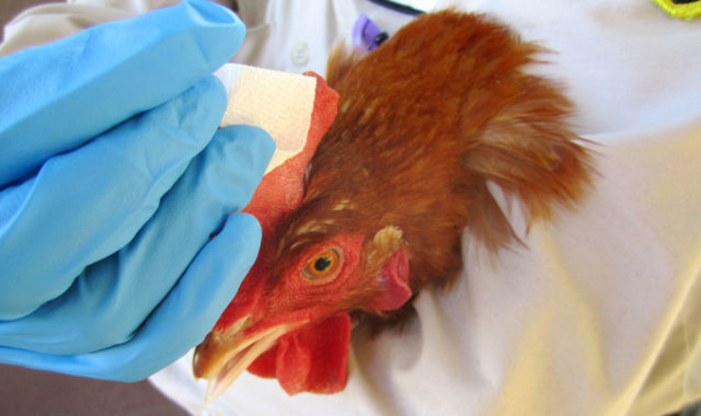 The Front Line in California's Mosquito Monitoring: Sentinel Chickens