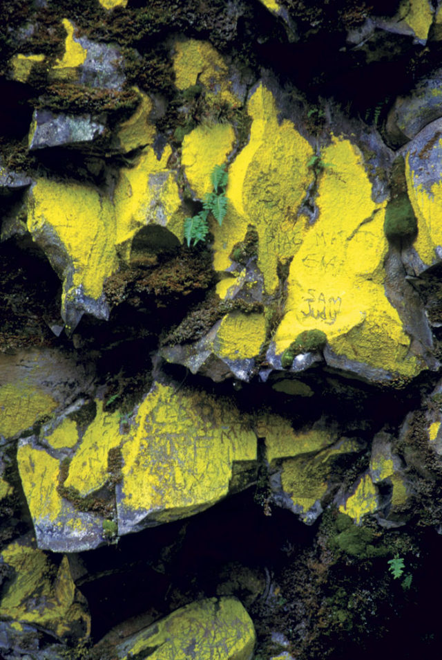 Identifying Lichens, and What is Identity Anyway? - Bay Nature Magazine