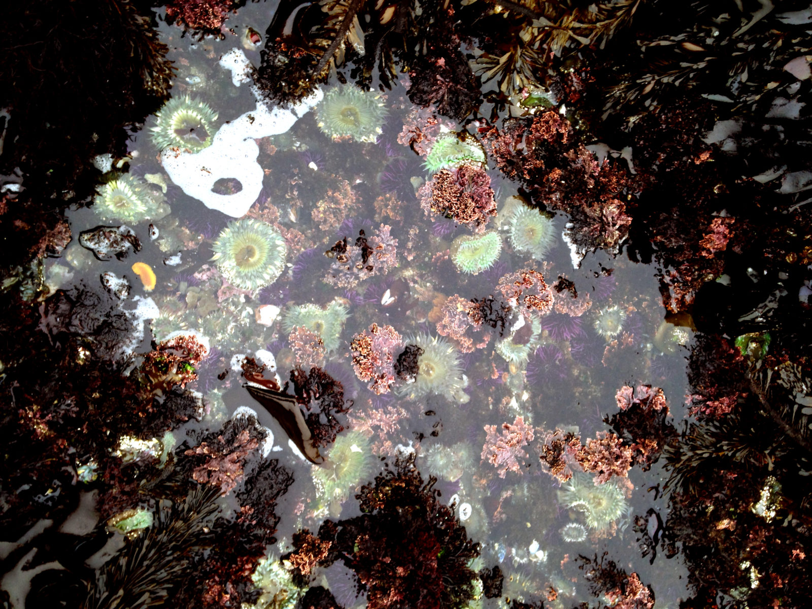 002_tegula_organization