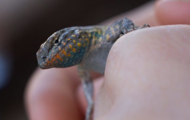 Ask The Naturalist: How Do I Know If a Lizard Is Male Or Female?