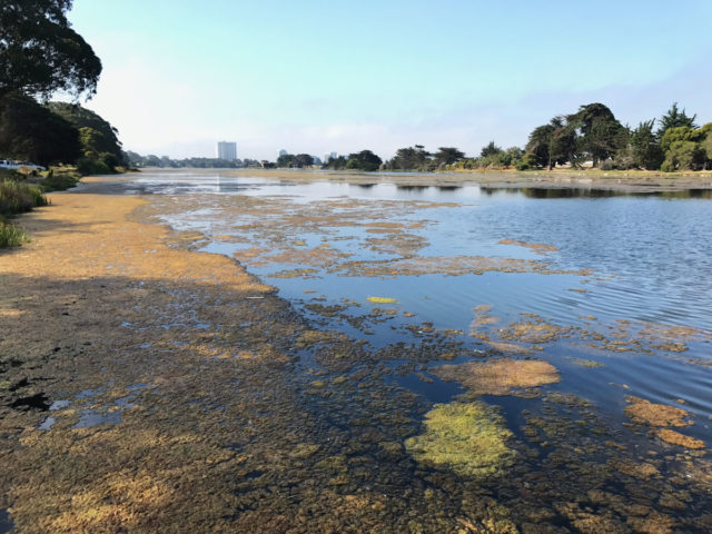 Summer Algal Bloom and Aquatic Grass Growth Forces Boats Off the Water ...