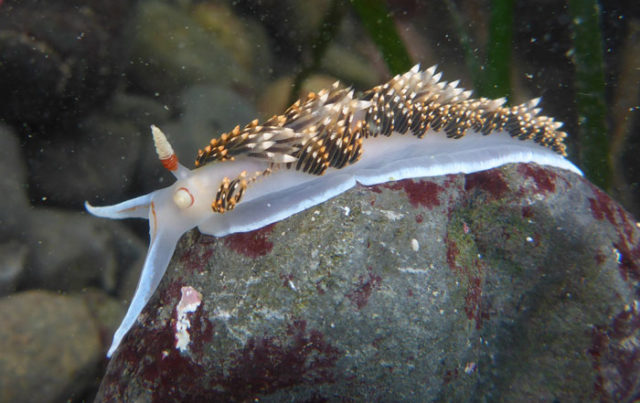 Bay Nature: Meet the Scientist Who's Discovered More than 1,000 Sea Slugs