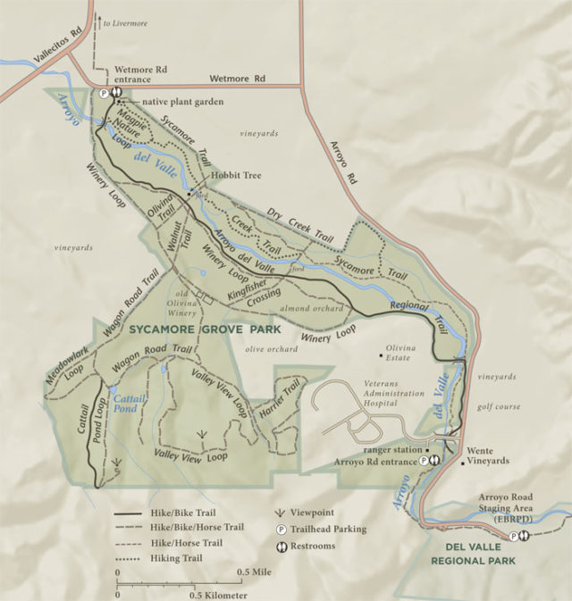 Livermore's Western Sycamores Speak of an Older California - Bay Nature
