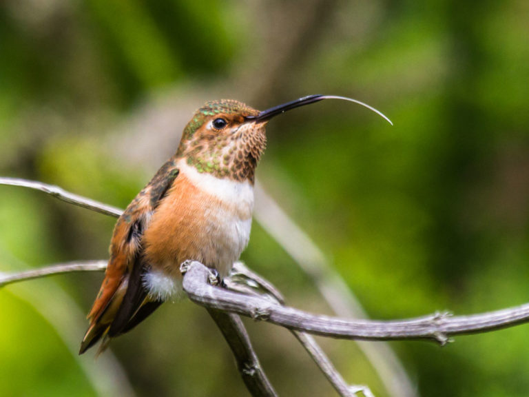 Ask the Naturalist: What Do Hummingbirds Taste?