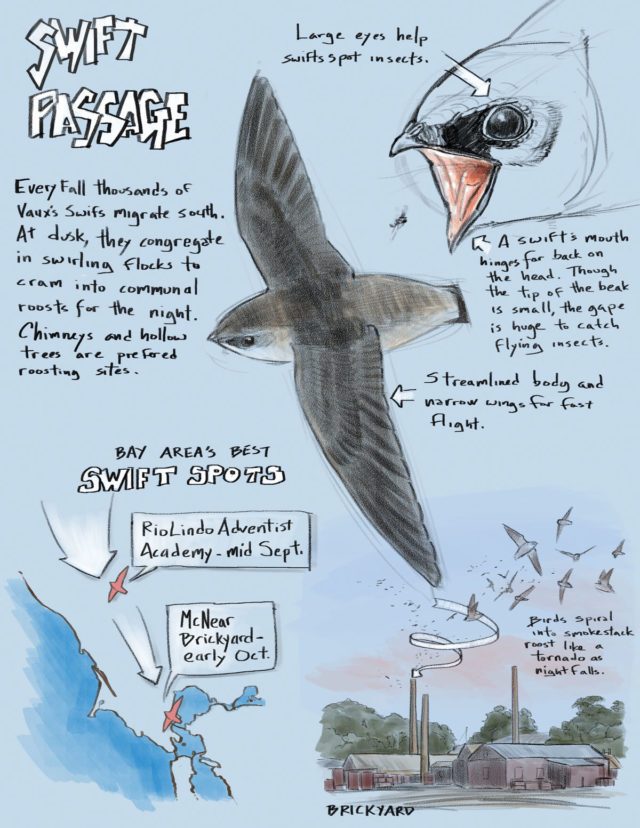 Where to Find Migrating Vaux's Swifts in the Bay Area
