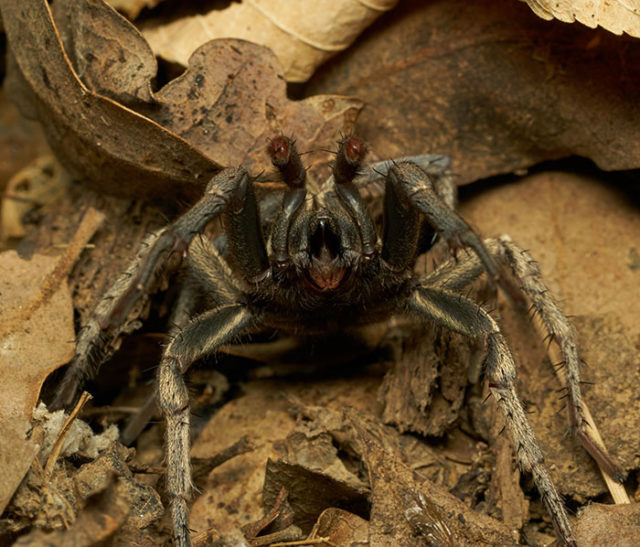 Bay Nature: How do you Tell True and False Tarantulas Apart?