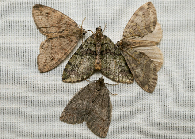 Bay Nature magazine: I Found a Small Brown Moth, What Is It?