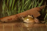 Ask The Naturalist Does The Moon Phase Affect Frog Calls Ask The Naturalist Does The Moon Phase Affect Frog Calls