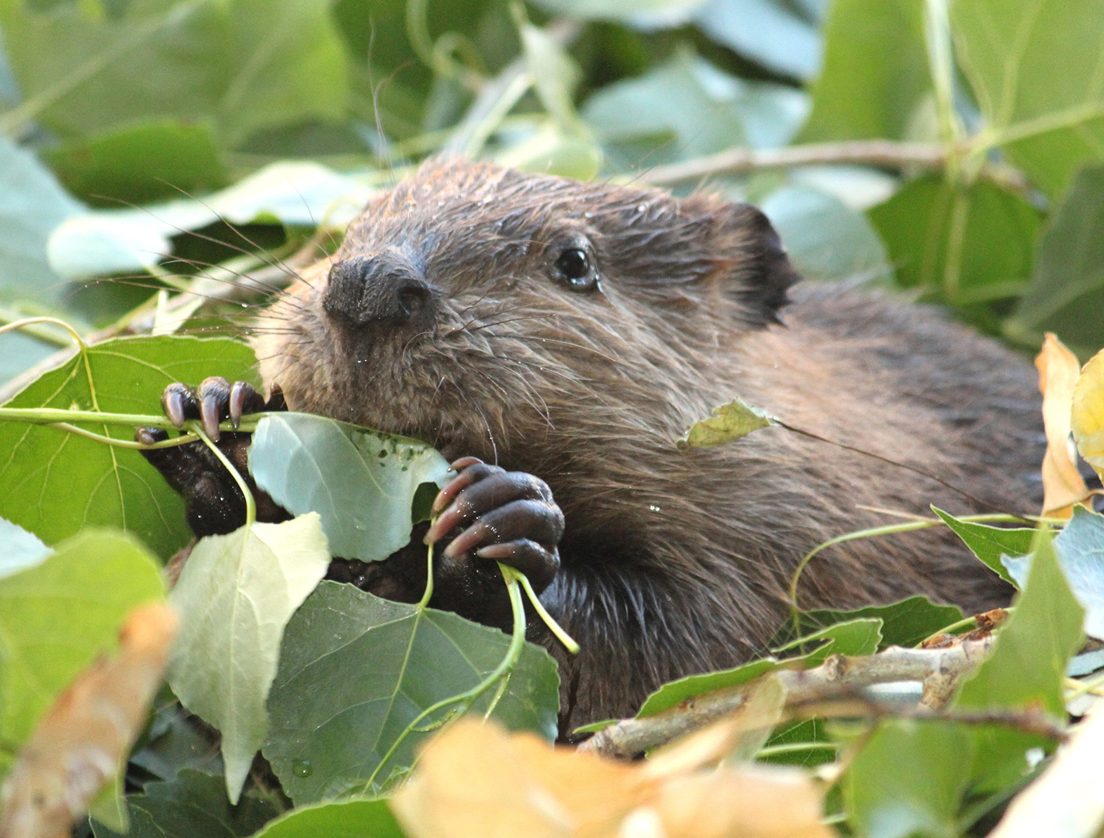 Bay Nature Book Review: Eager Tells the Story of Beaver Believers