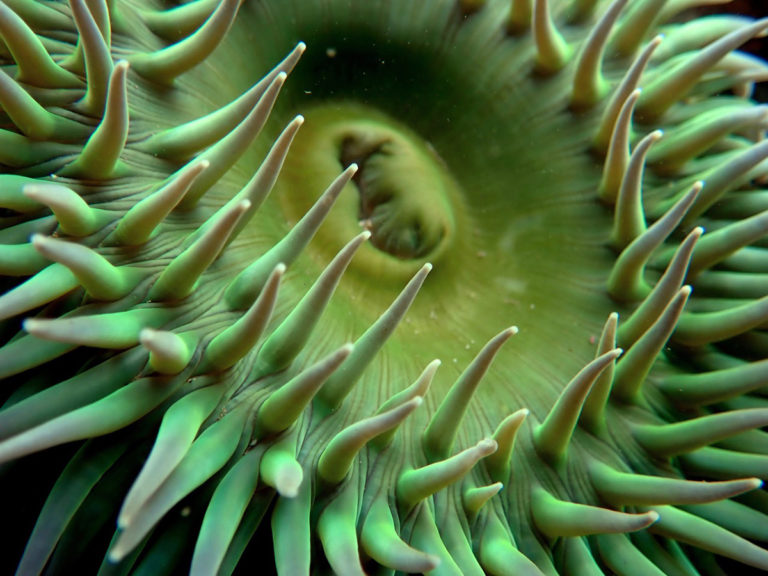 California Naturalist | Amazing Anemones Eating Things - Bay Nature