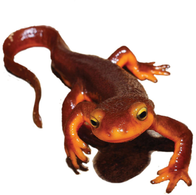 The New Naturalists - Bay Nature Magazine