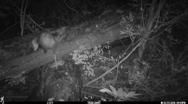 Camera Trap | More Opossums for the Internet - Bay Nature