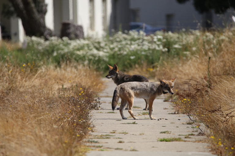 A New Alpha Coyote in San Francisco's Presidio - Bay Nature