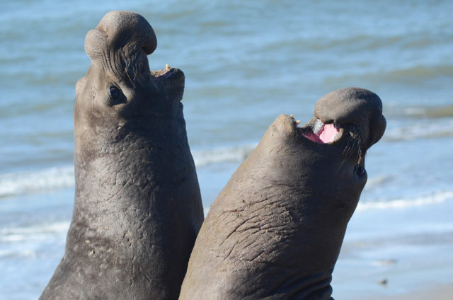 Meet Nature's Extreme Athlete, Elephant Seals - Bay Nature Magazine