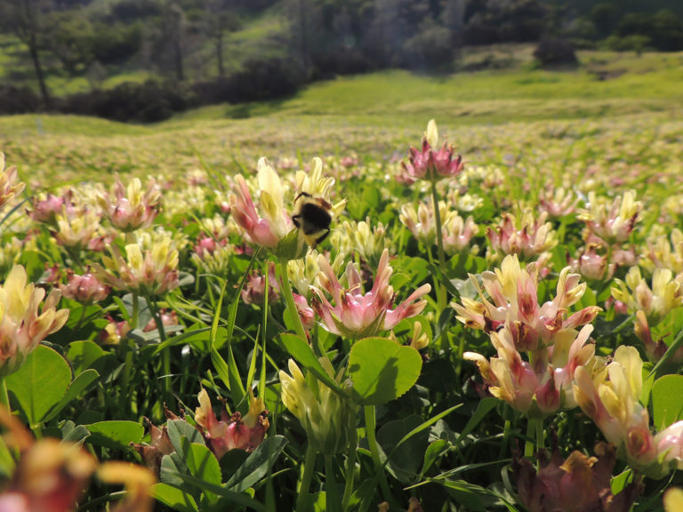 What Happens to Bees After a Wildfire? Depends on the Fire - Bay Nature