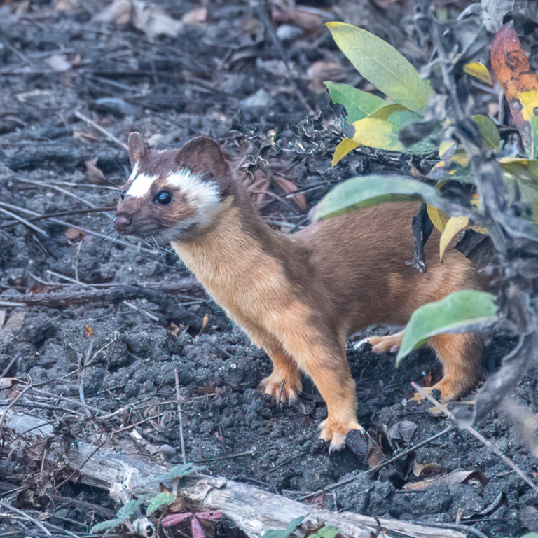The Long-Tailed Weasels of Half Moon Bay - Bay Nature