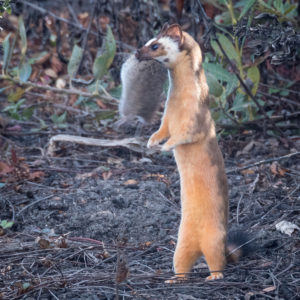 The Long-Tailed Weasels of Half Moon Bay - Bay Nature