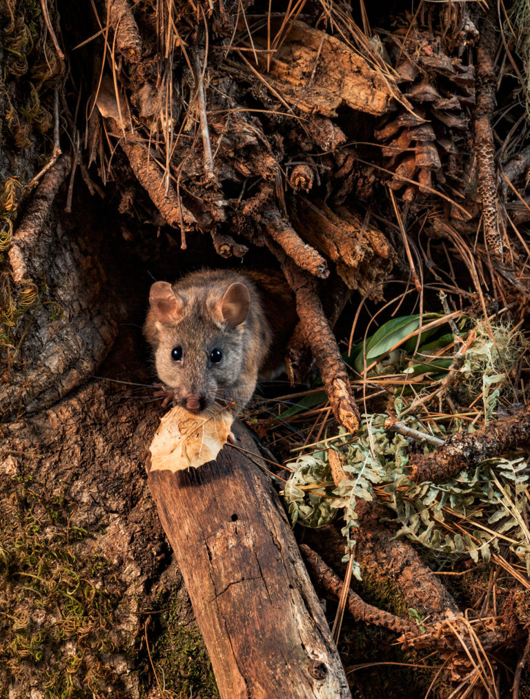 Ask the Naturalist | What's It Like Inside a Woodrat Nest? - Bay Nature