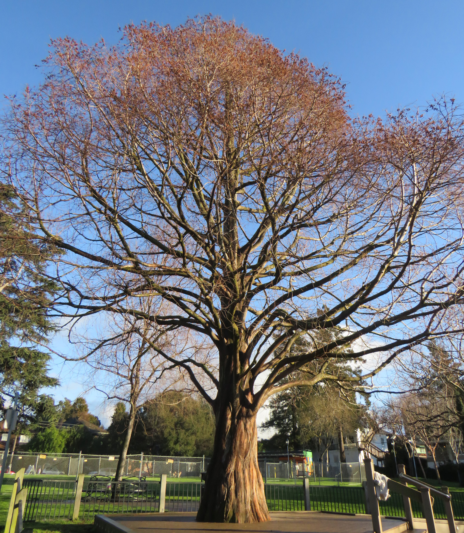 Meet The Rare Dawn Redwood at a Bay Area Park - Bay Nature