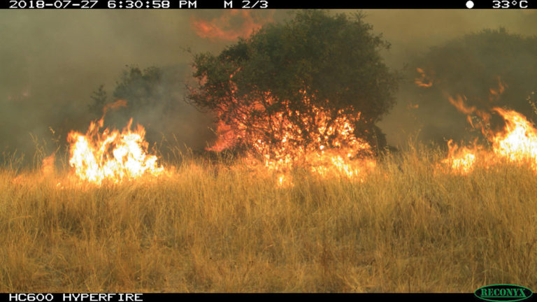Ask the Naturalist | How Do Oak Trees Survive Fire? - Bay Nature