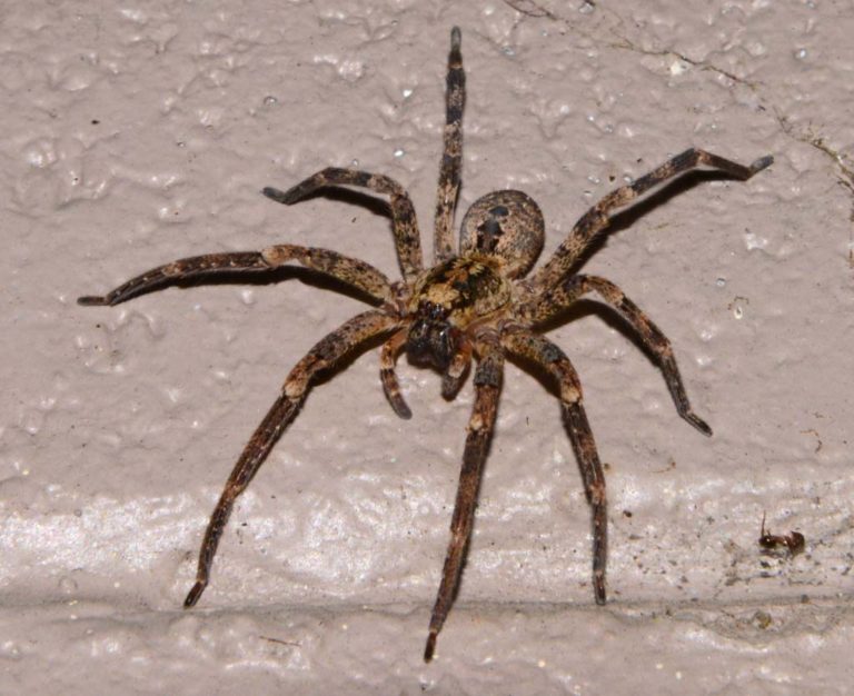 You Share Your House With the Spider Zoropsis Spinimana - Bay Nature