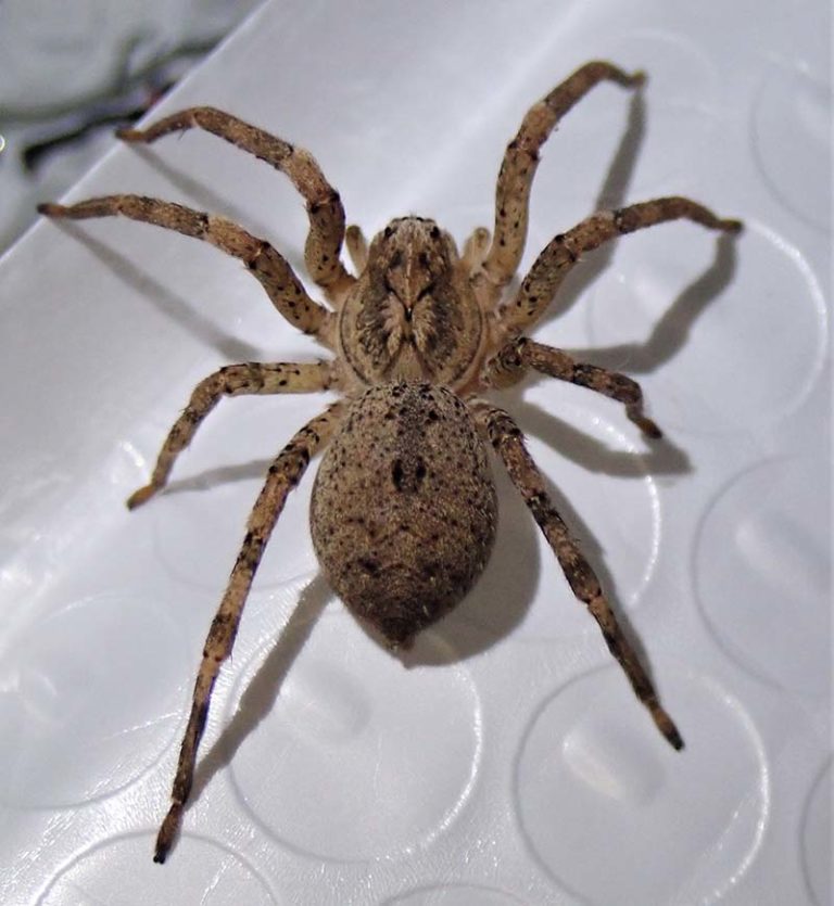 You Share Your House With the Spider Zoropsis Spinimana - Bay Nature