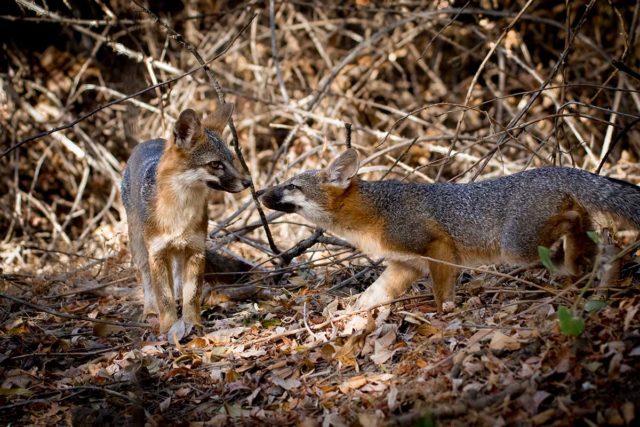 How to Be a Fox: Secrets from the Baylands - Bay Nature